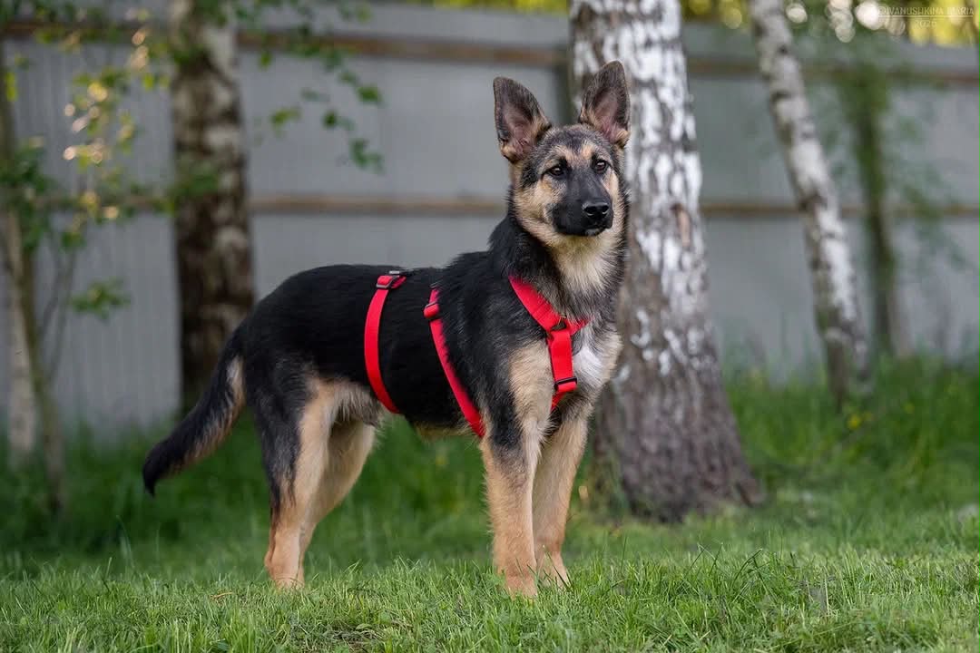 Dobby | Tierschutzverein Kesha e.V.
